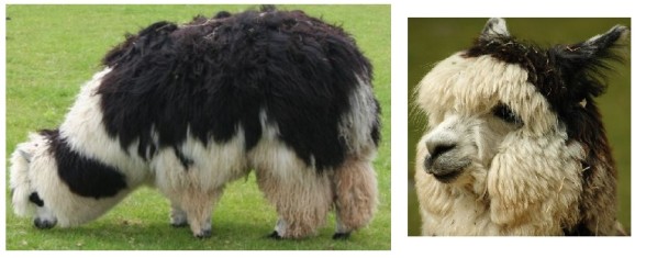 Are There Really Just Four Non-Kosher Animals With One Sign? | Mayim ...