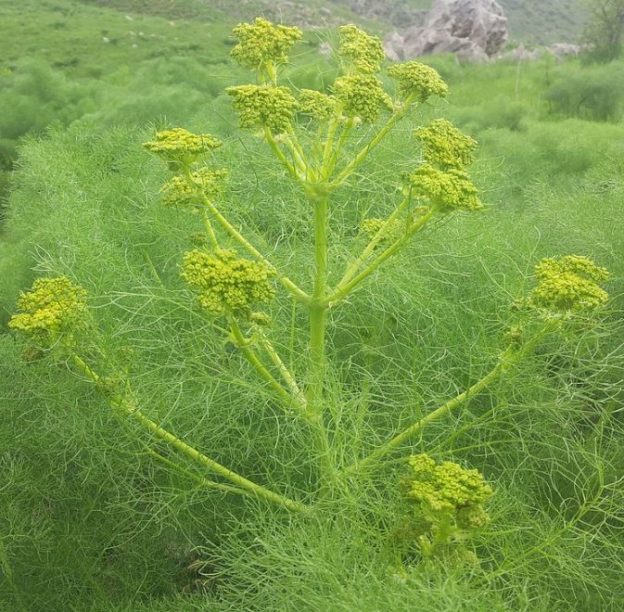 The Mysterious (and Psychoactive) Ingredients of Ketoret | Mayim Achronim